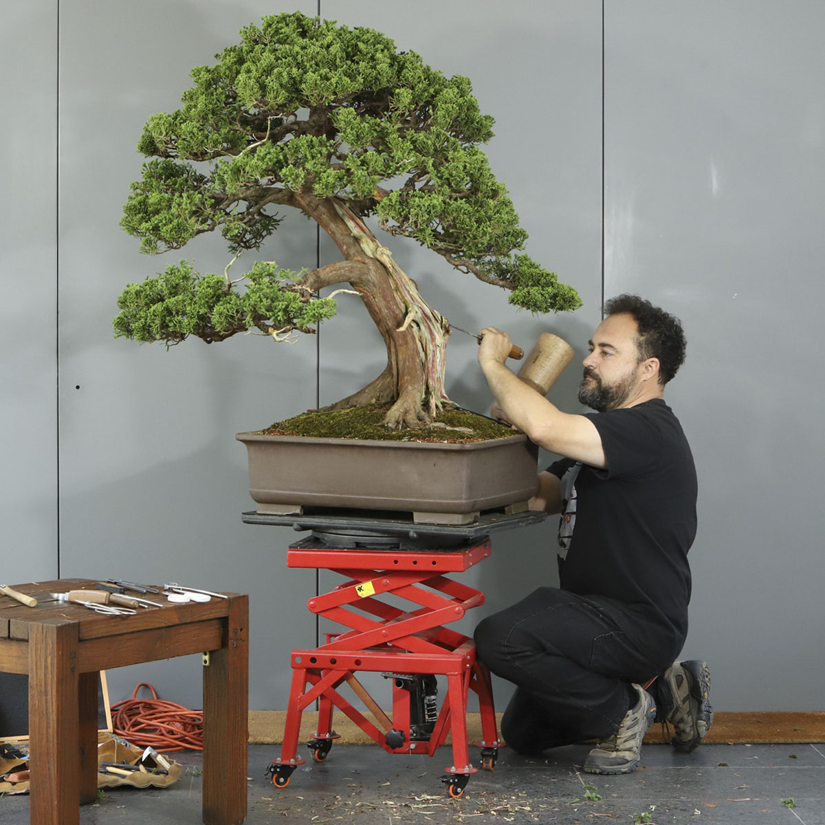 Mantenimiento / Diseño a Colecciones de Bonsai (Valor x hora ...