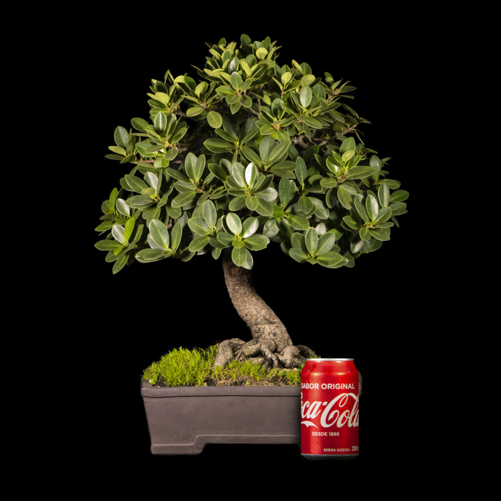 Bonsai de Ficus Verde Esmeralda de 20 años y 48 cm de altura ...