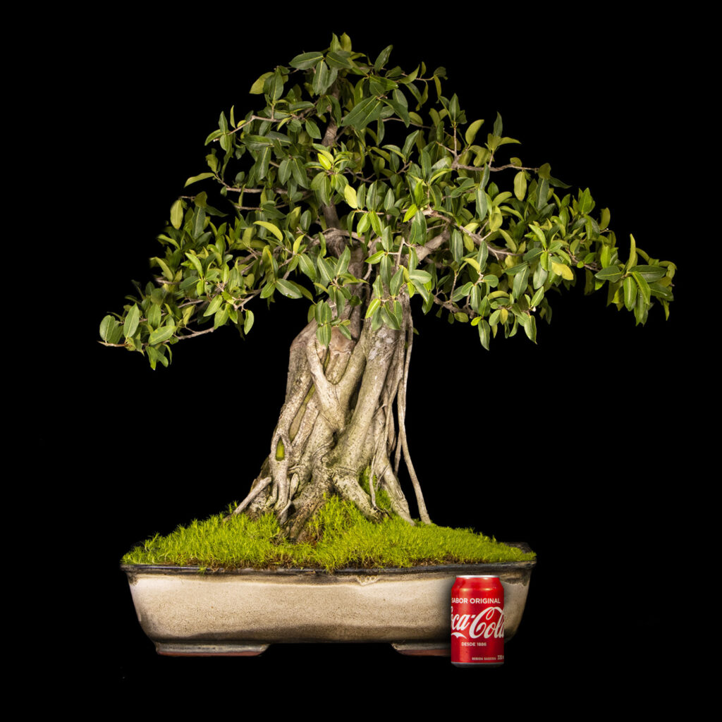 Bonsai de Ficus Aurea de 35 años y 95 cm de altura - ColombiaBonsai