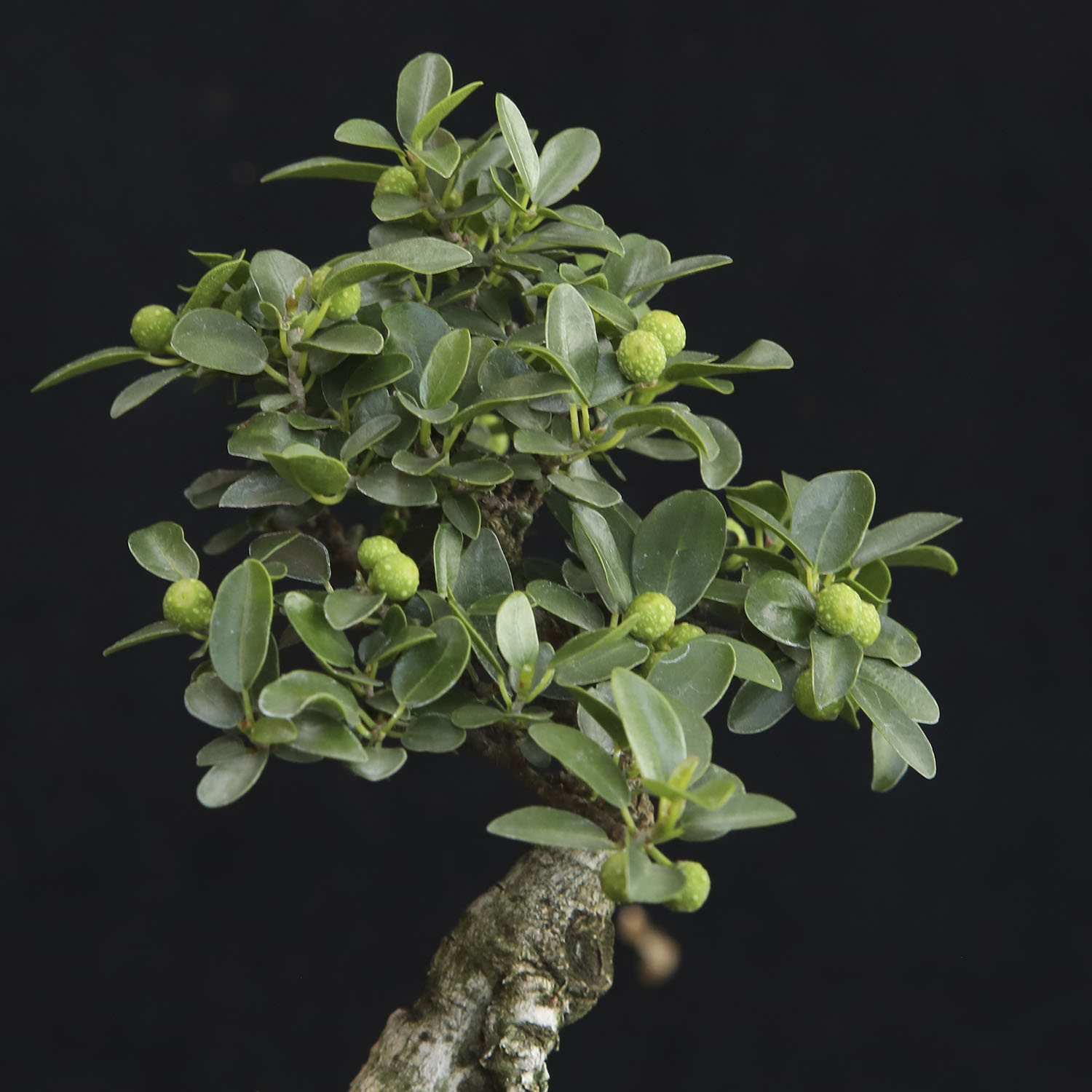Bonsai de Ficus hoja micro o Burtt-Davyi Hutchinson de 10 años y altura ...