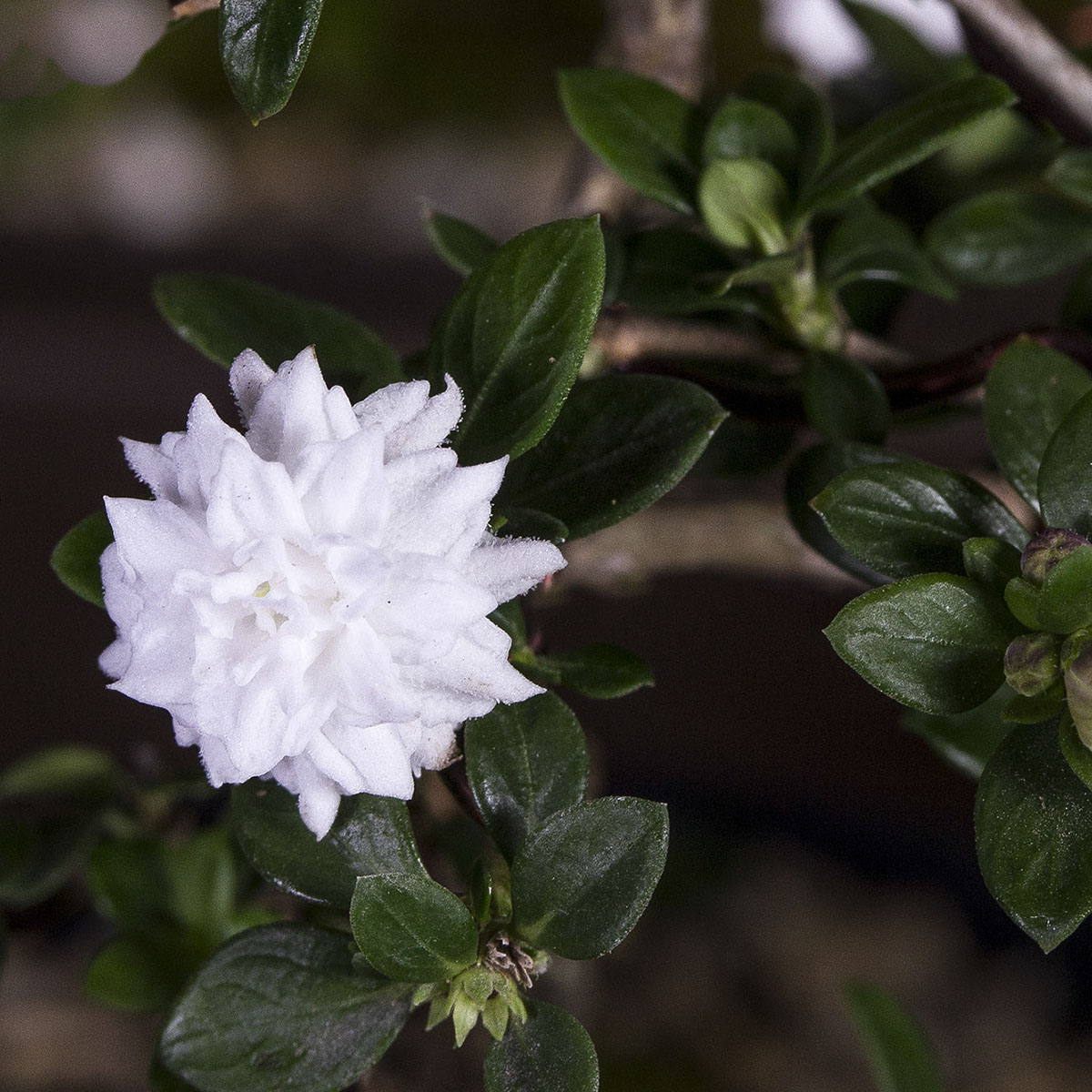 Bonsai de Serisa Japonesa de 8 años y altura 15 cm. - ColombiaBonsai
