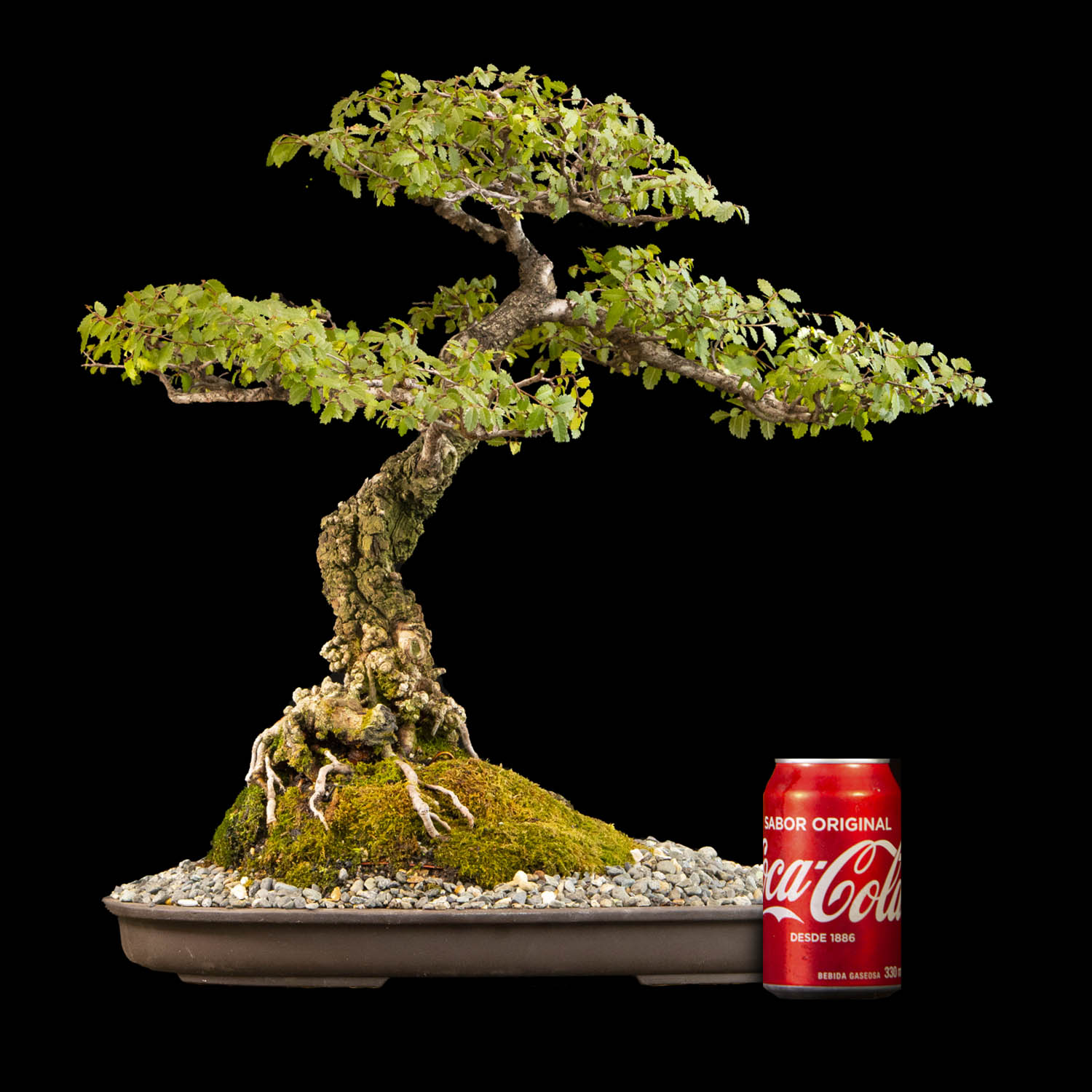 Bonsai de Olmo Corteza de Corcho de 35 años y 46 cm de altura. Matera ...