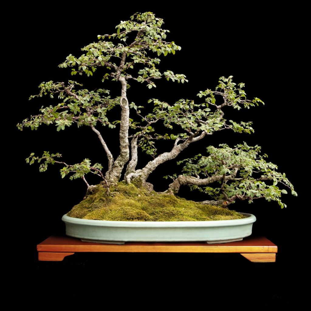 Bosque de Bonsai de Olmo Corteza de Corcho de 30 años y 62 cm de altura ...