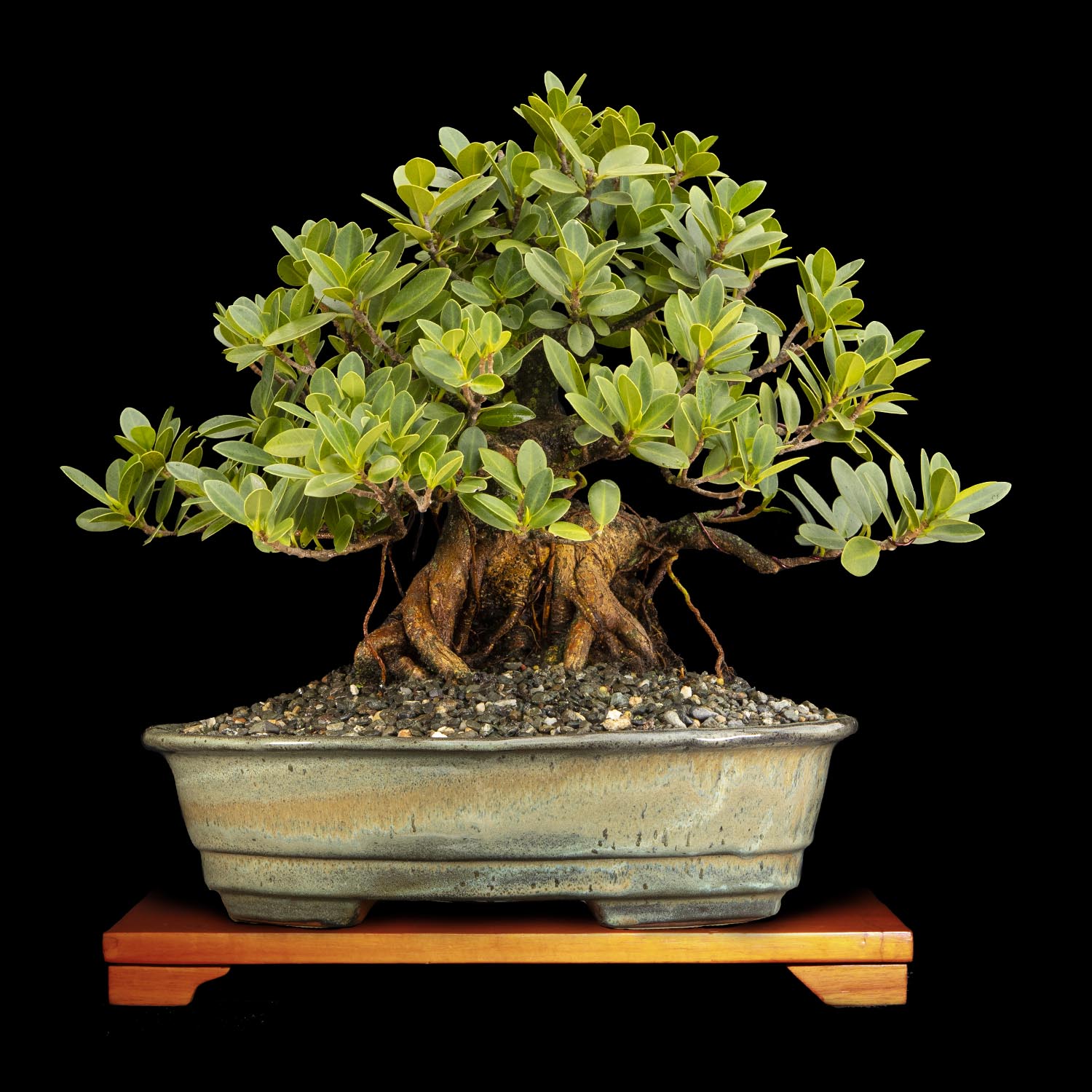 Plato Giratorio Ceramica Jade Bonsai Tree - A-Z Animals Torneta Ceramica