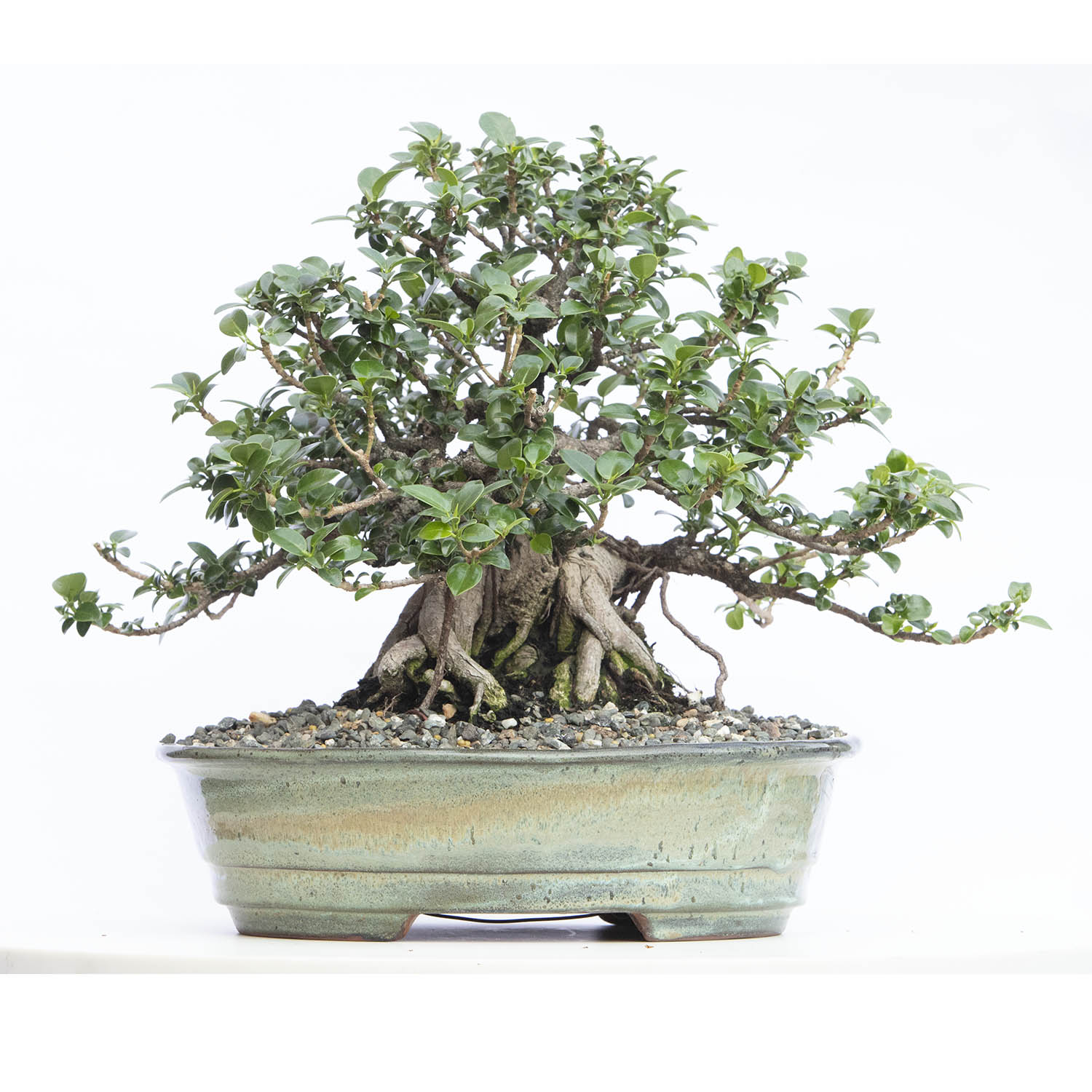 Bonsai de Ficus Verde Esmeralda de 30 años y 40 cm de altura ...