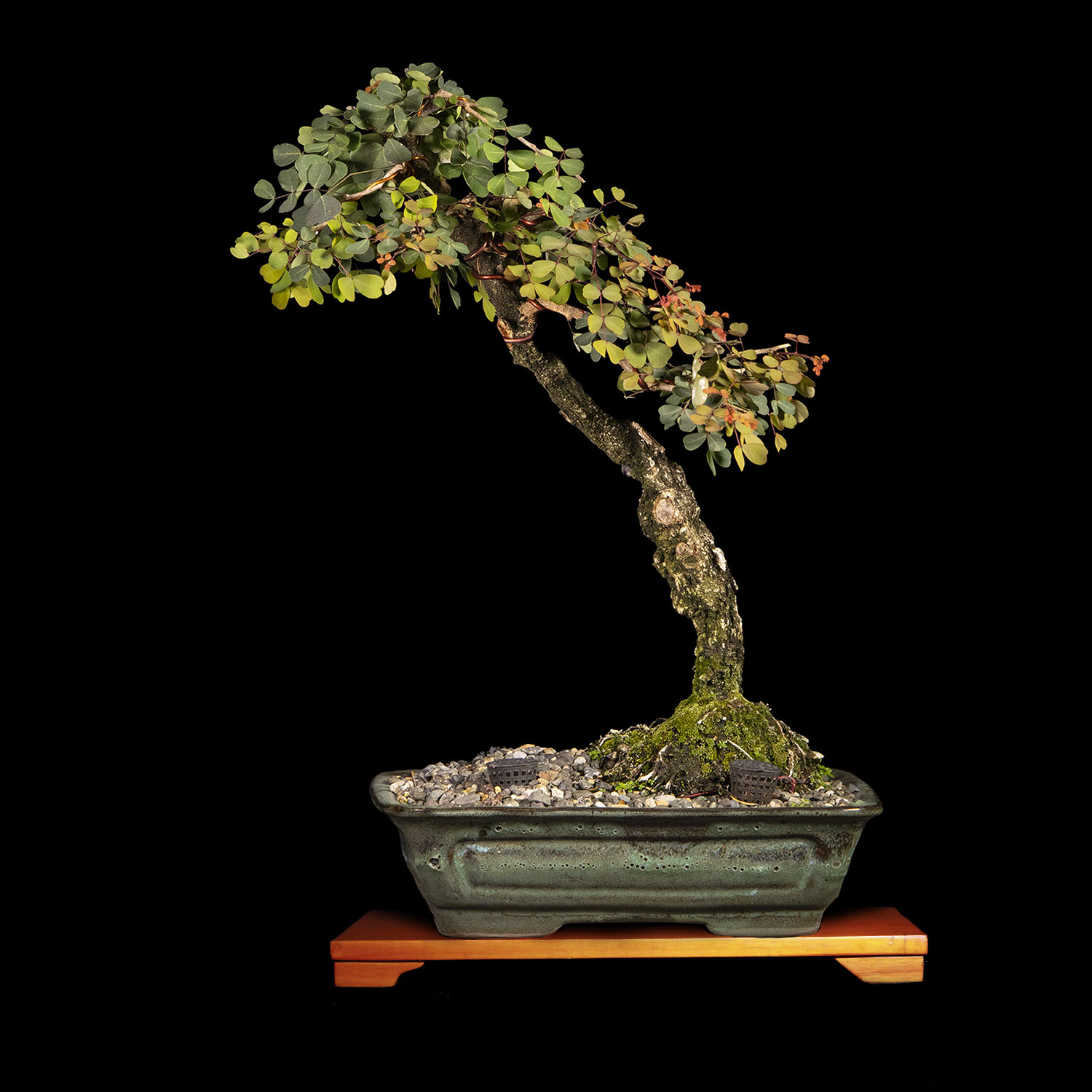 Bonsai de Palo del Brasil 15 años y 42 cm de altura - ColombiaBonsai