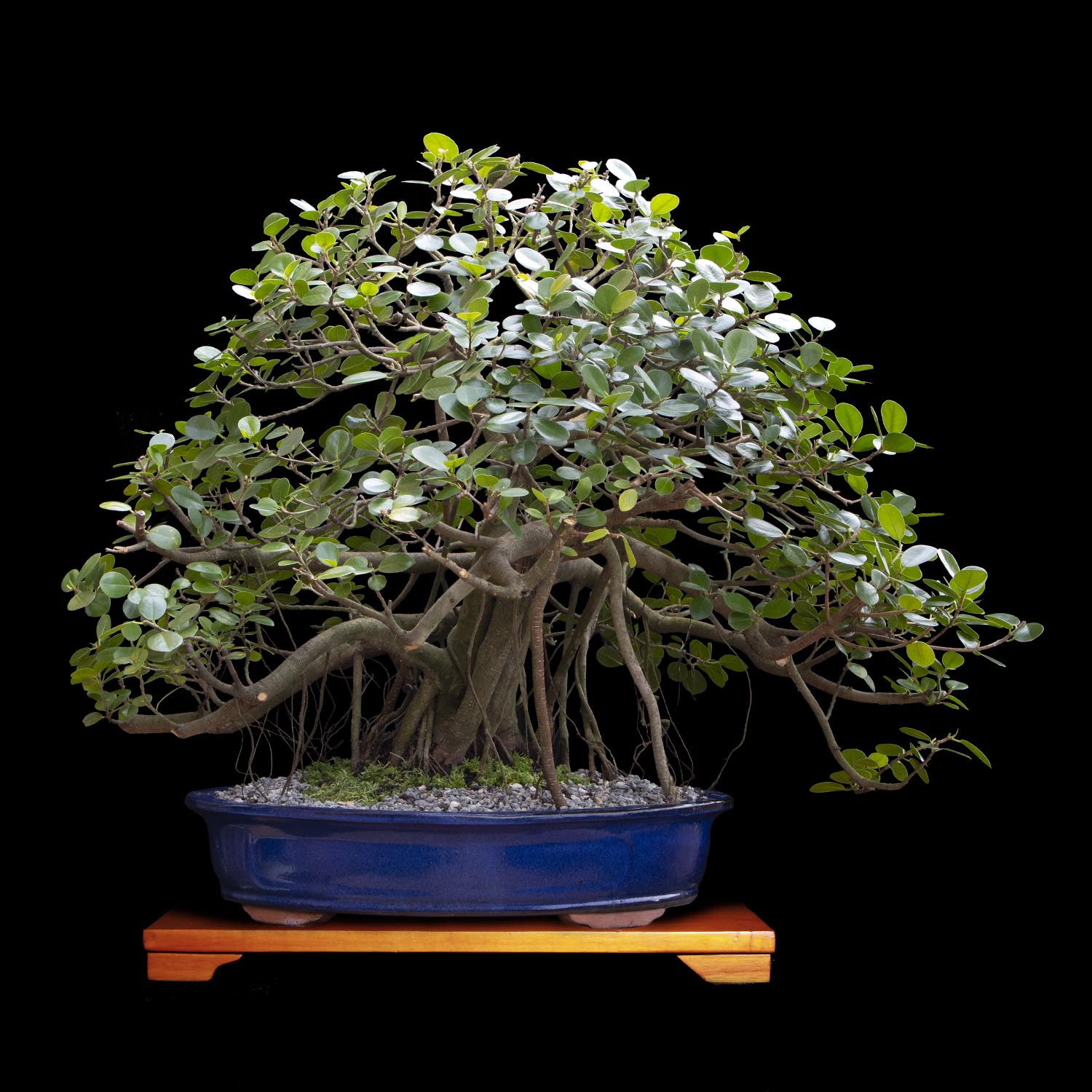 Bonsai de Ficus Panda de 30 años y 87 cm de altura - ColombiaBonsai