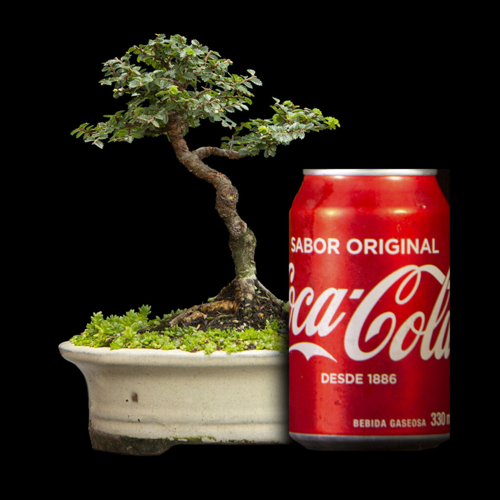 Bonsai de Olmo Hokaido de 10 años y 18 cm de altura. - ColombiaBonsai