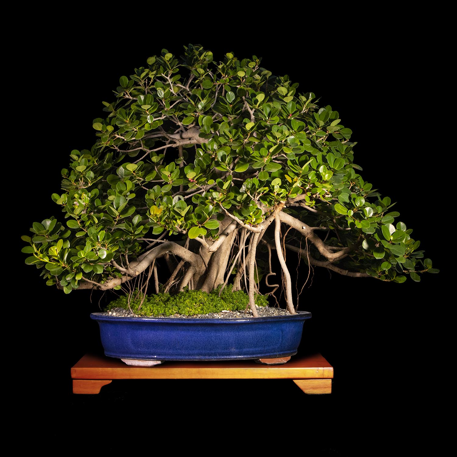 Bonsai de Ficus Panda de 30 años y 87 cm de altura - ColombiaBonsai