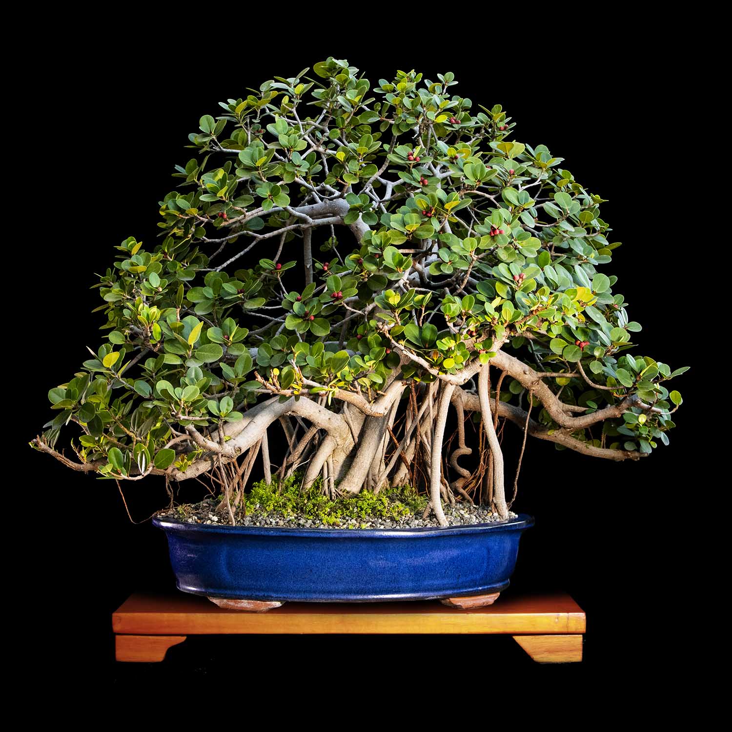 Bonsai de Ficus Panda de 30 años y 90 cm de altura - ColombiaBonsai