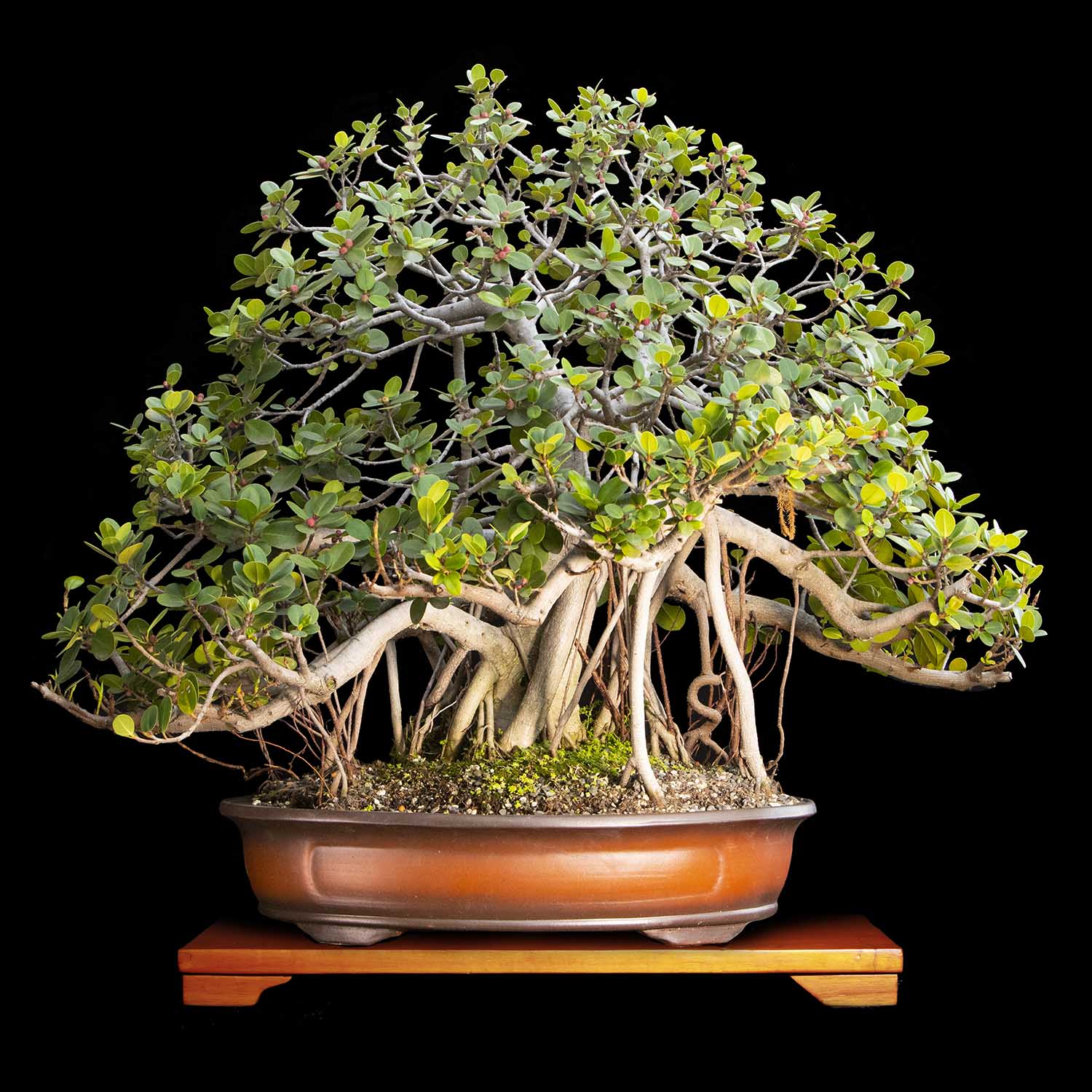 Bonsai de Ficus Panda de 30 años y 90 cm de altura - ColombiaBonsai