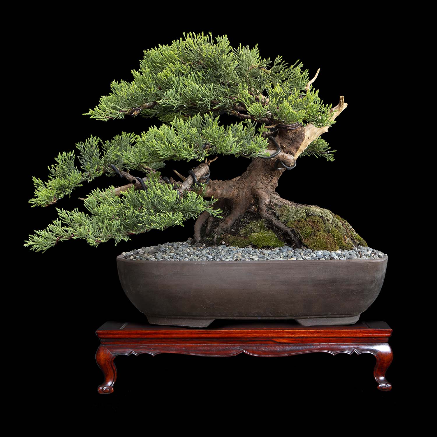 Bonsai de Junipero Chinensis de 20 años y altura 46 cm. - ColombiaBonsai