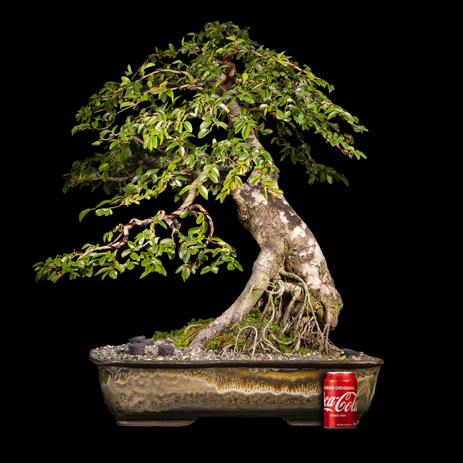 Bonsai de Olmo Chino de 60 años y 85 cm de altura. - ColombiaBonsai