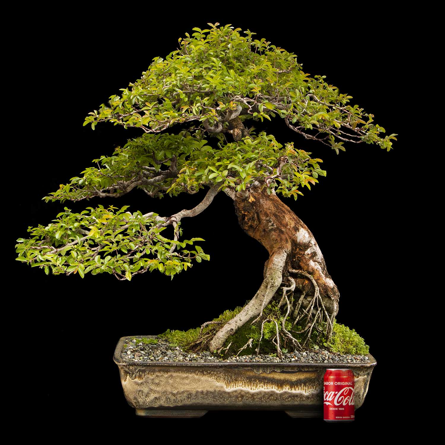 Bonsai de Olmo Chino de 60 años y 85 cm de altura. - ColombiaBonsai