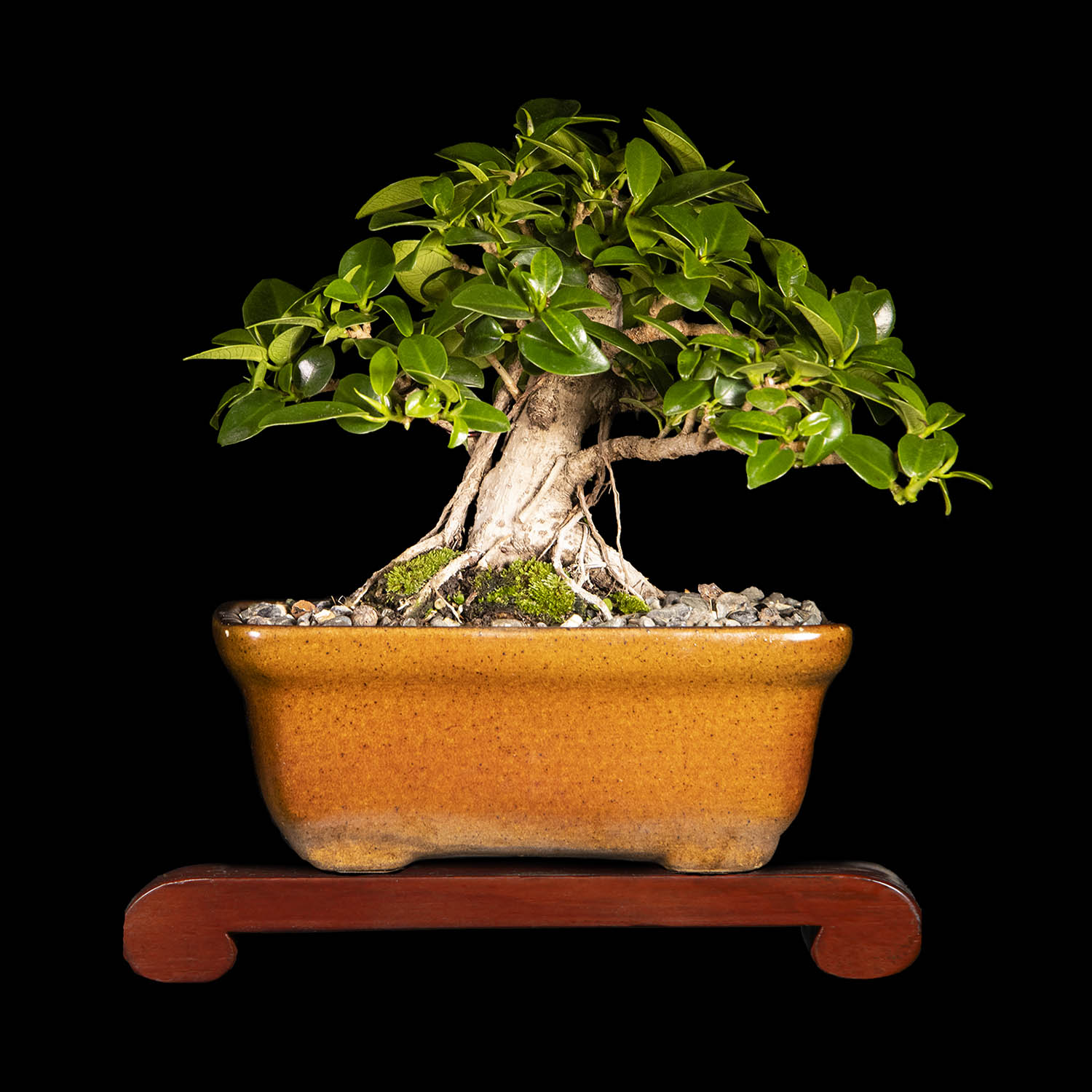 Bonsai de Ficus Verde Esmeralda de 10 años y 20 cm de altura ...