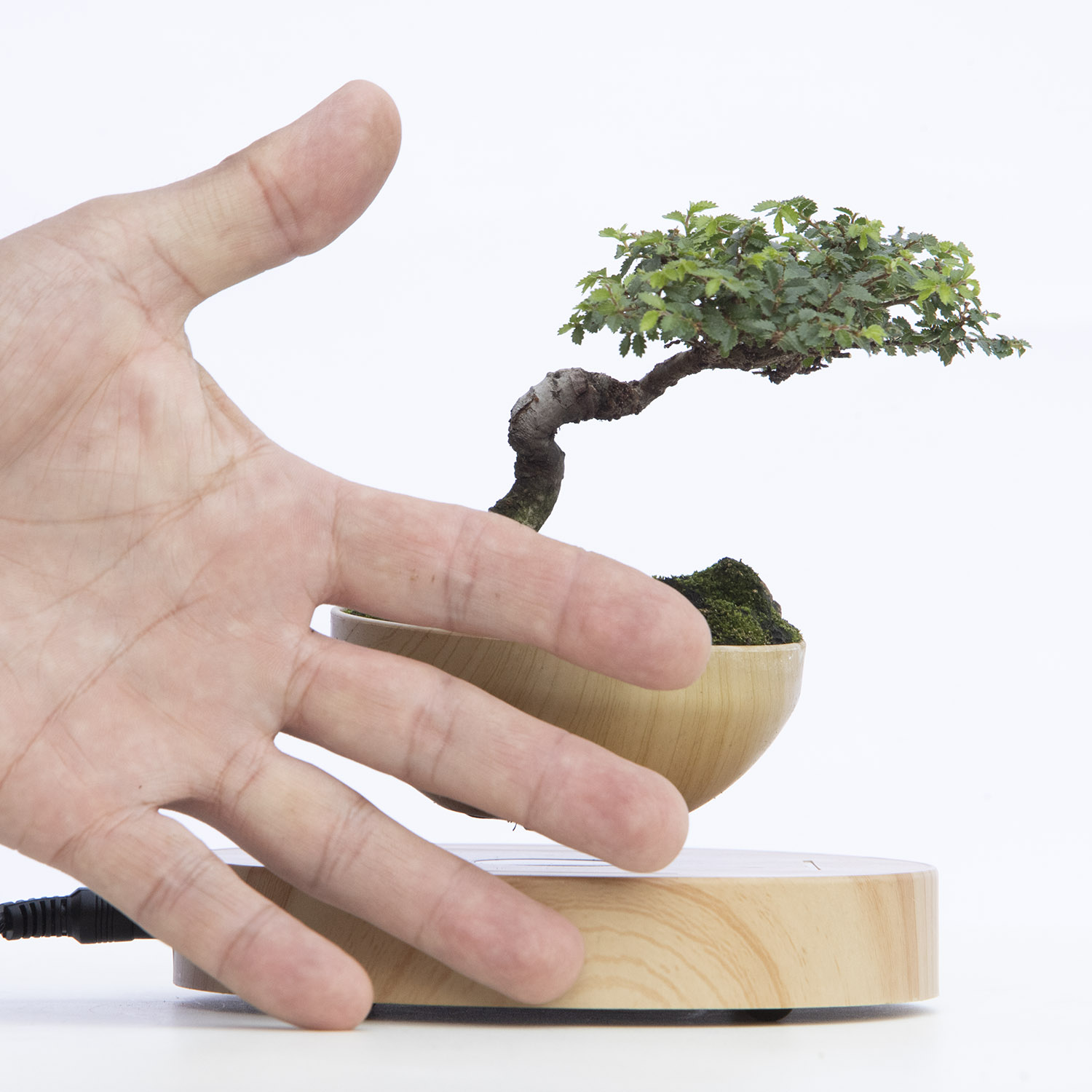 Bonsai de Olmo Hokaido de 8 años y 12 cm de altura. Matera magnetica ...