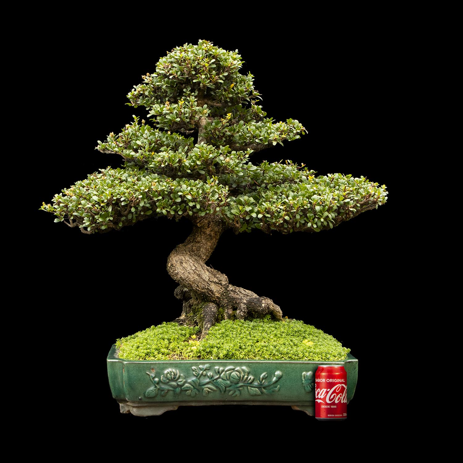 Bonsai de Bucida Espinosa / Olivo negro / Ucaro de 40 años y 78 cm de ...