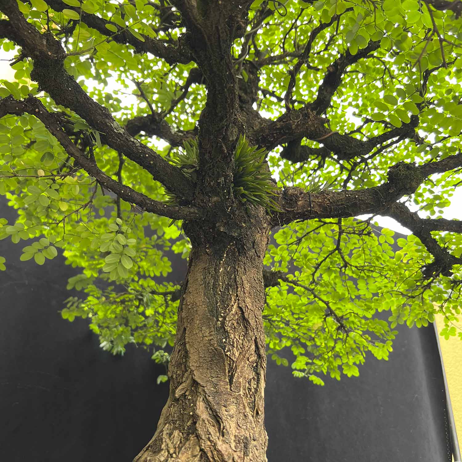 Bonsai de Macano de 40 años y 100 cm de altura. - ColombiaBonsai