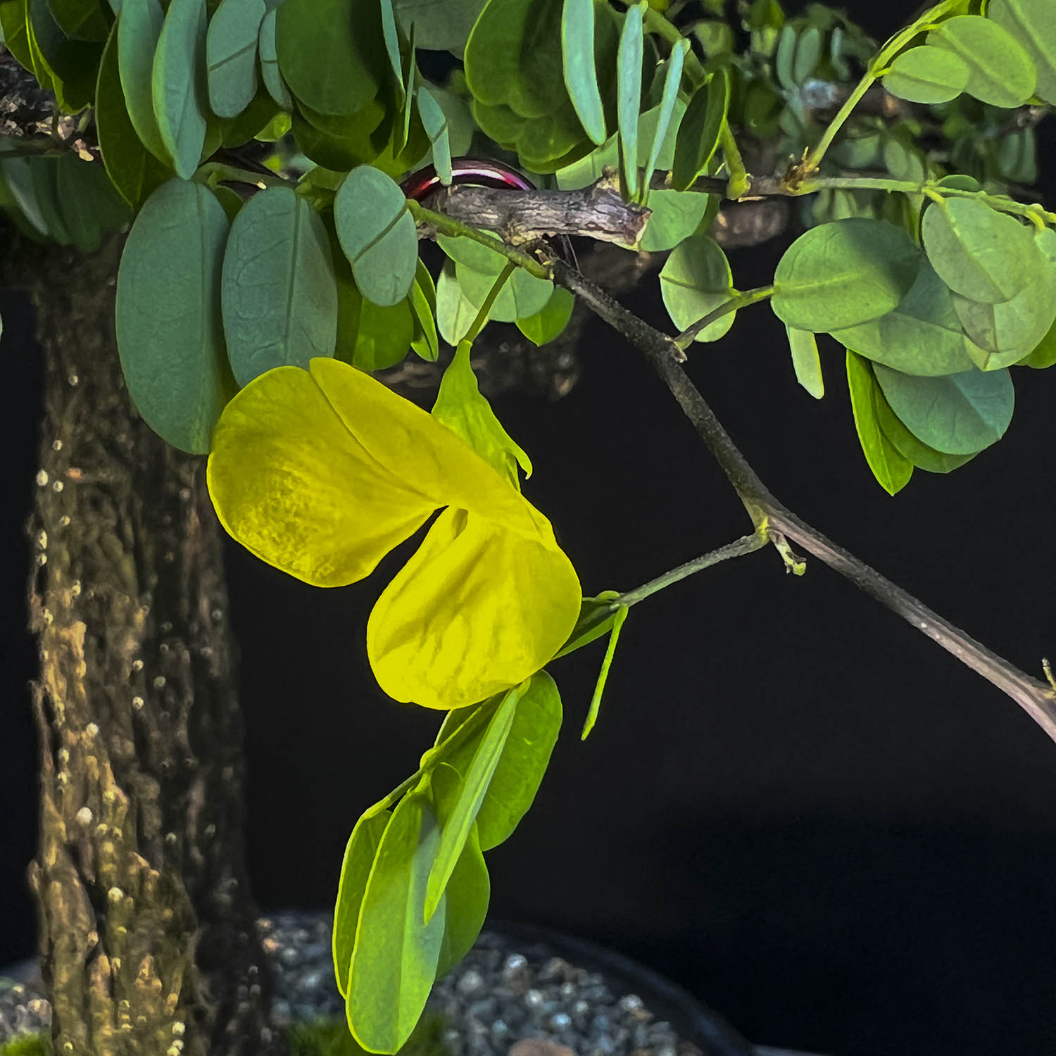 Bonsai de Macano de 25 años y 80 cm de altura. - ColombiaBonsai