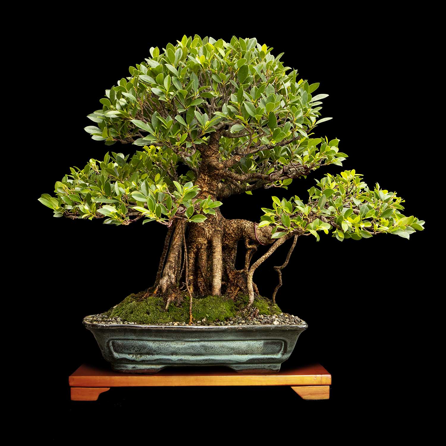 Bonsai de Ficus Tiger Bark de 20 años y 57 cm de altura - ColombiaBonsai