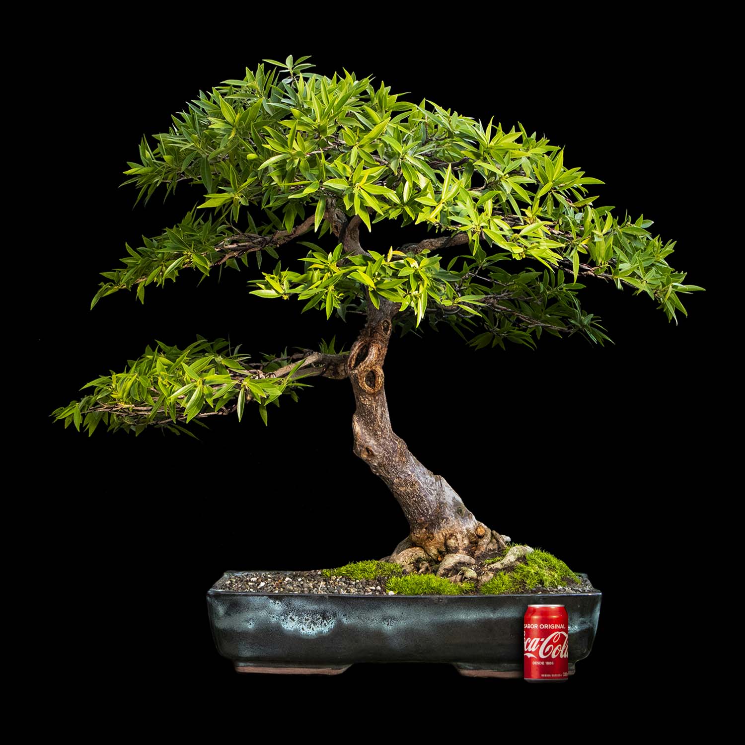 Bonsai de Ficus Nerifolia de 35 años y altura 85 cm - ColombiaBonsai