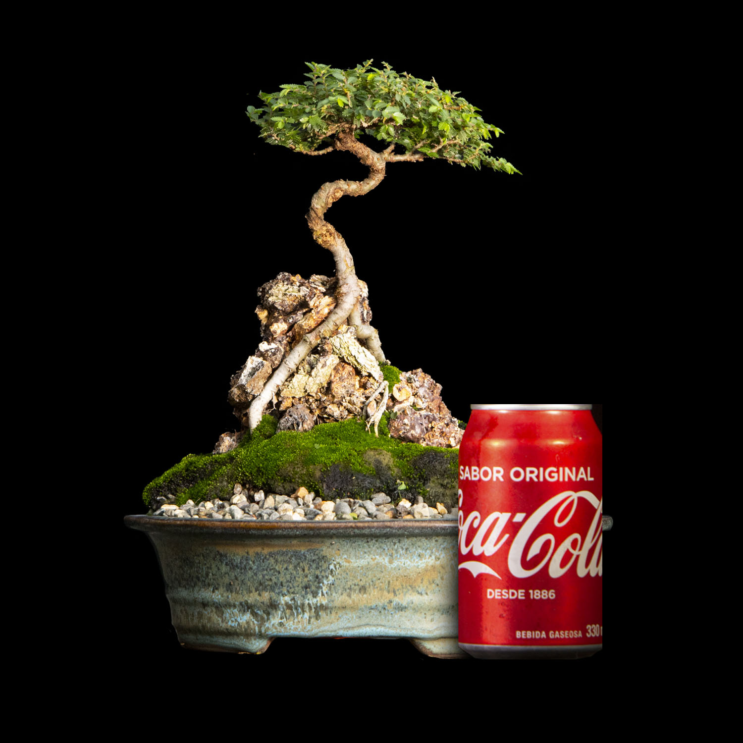 Bonsai de Olmo Hokaido de 10 años y 28 cm de altura. - ColombiaBonsai