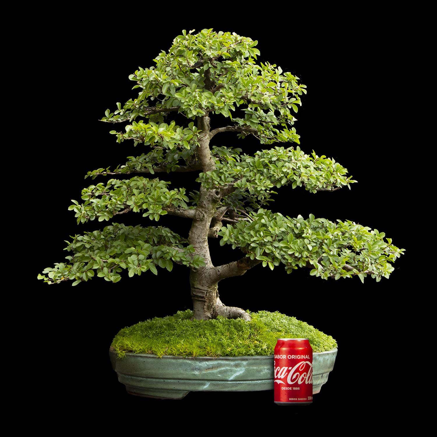 Bonsai de Olmo Chino de 25 años y 60cm de altura. - ColombiaBonsai