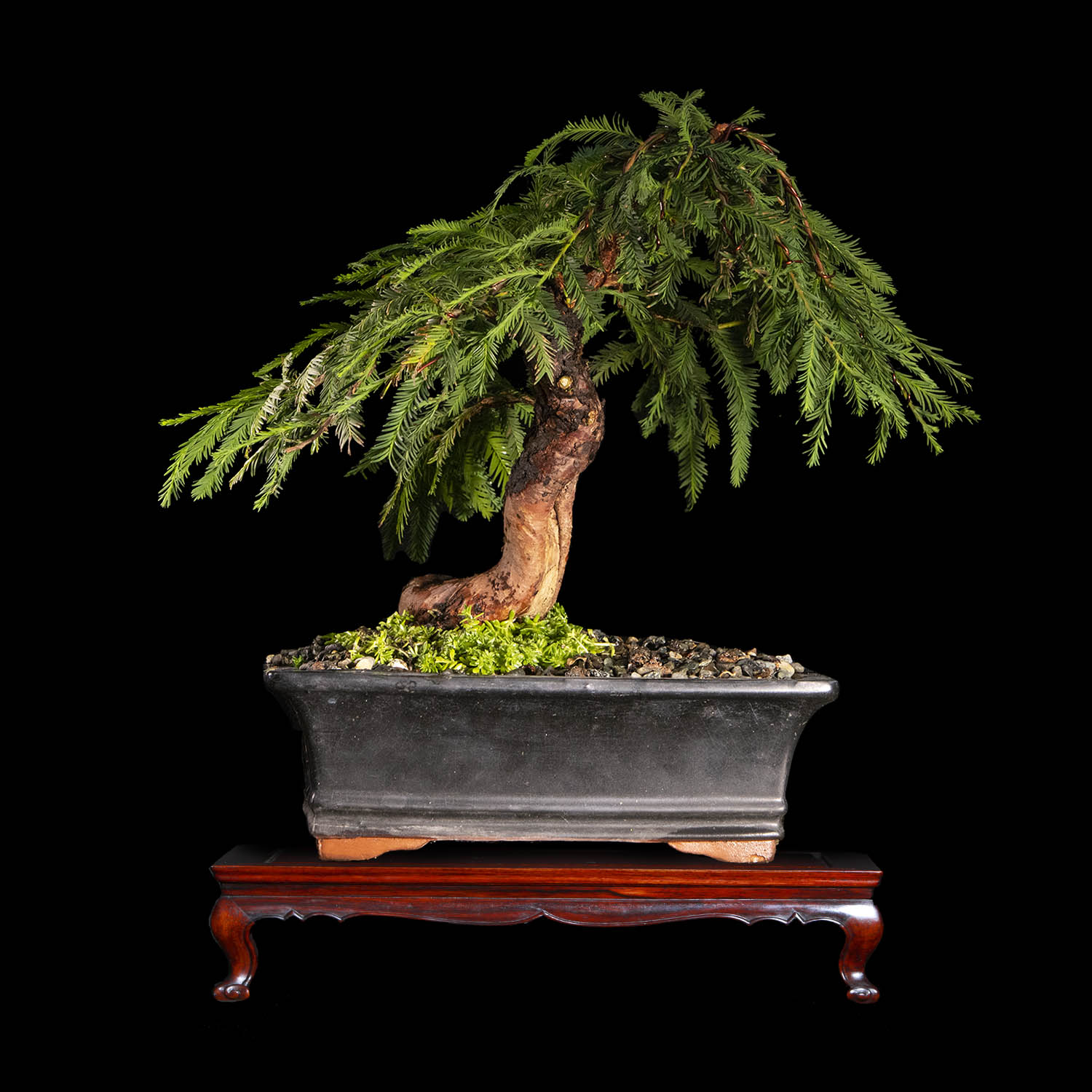 Bonsai de Ahuehuete 10 años de 26 cm de altura - ColombiaBonsai