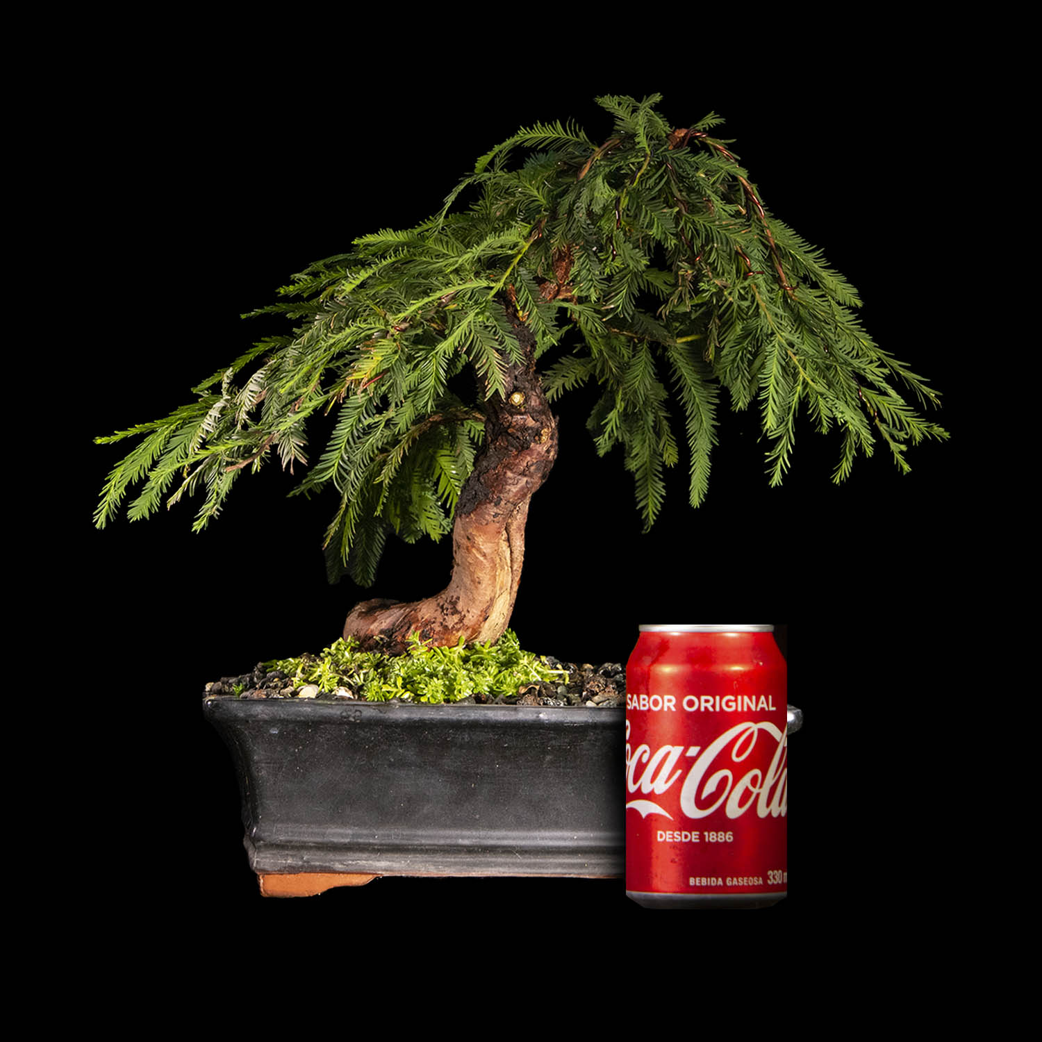 Bonsai de Ahuehuete 10 años de 26 cm de altura - ColombiaBonsai