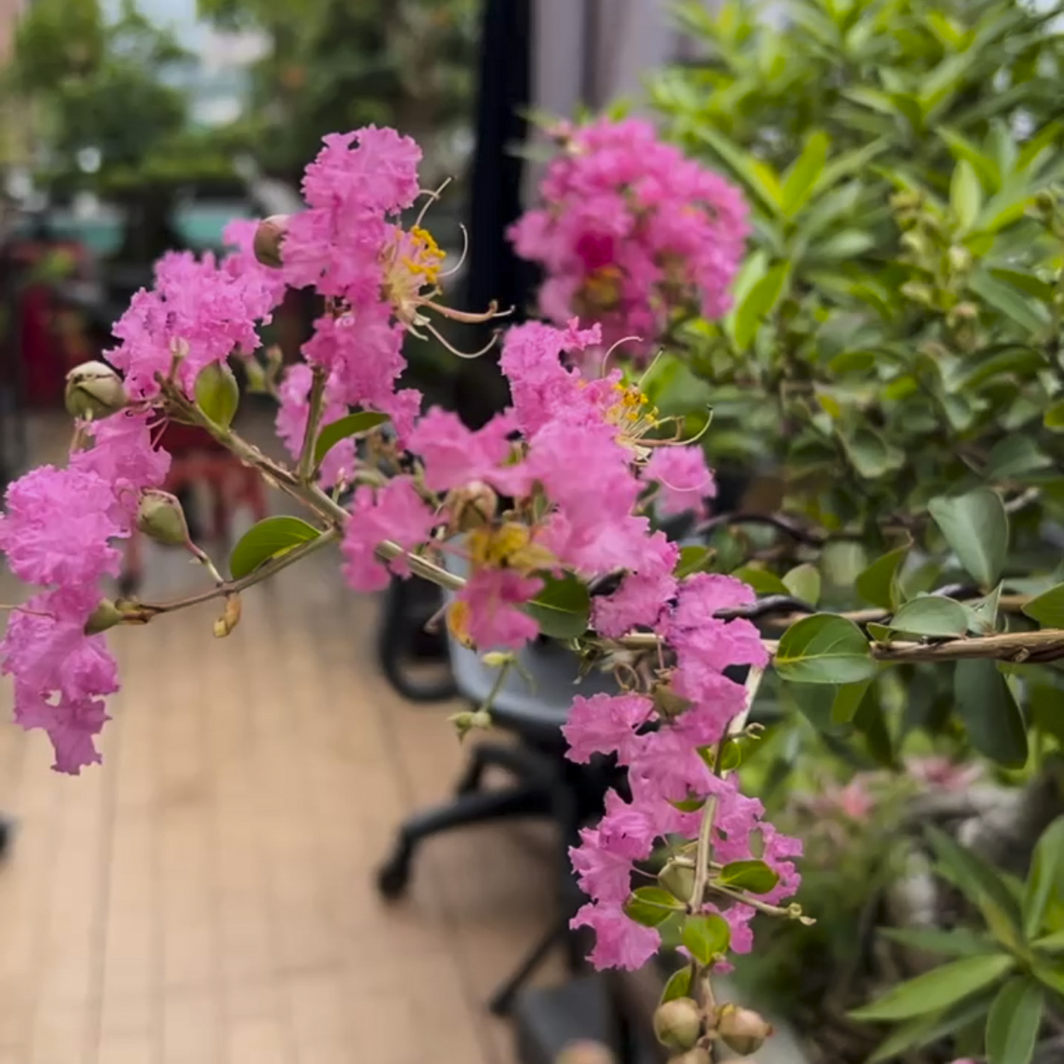 Bonsai de Arbol de Jupiter o Lilas de las Indias de 80 años y 115 cm de ...