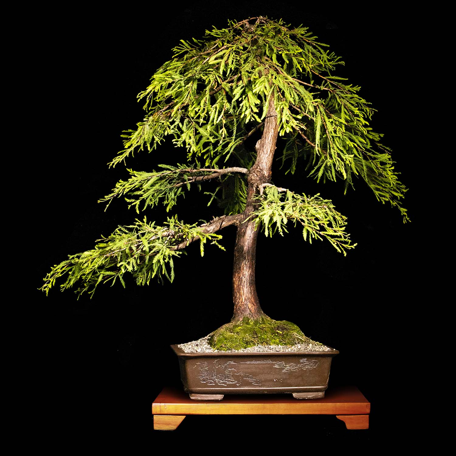 Bonsai de Ahuehuete 20 años de 125 cm de altura - ColombiaBonsai