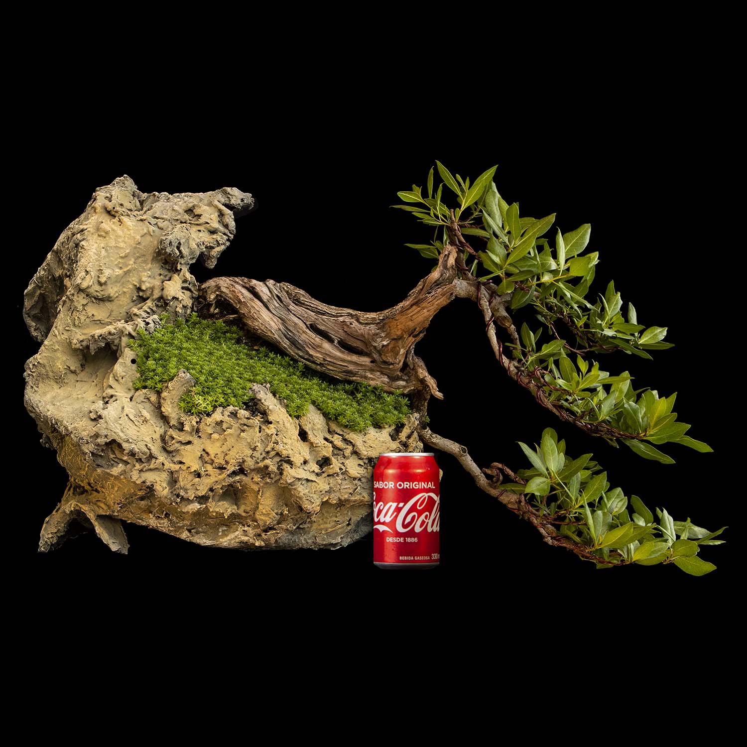 Bonsai de Mangle Botoncillo / Buttonwood de 20 años y 52 cm de altura ...