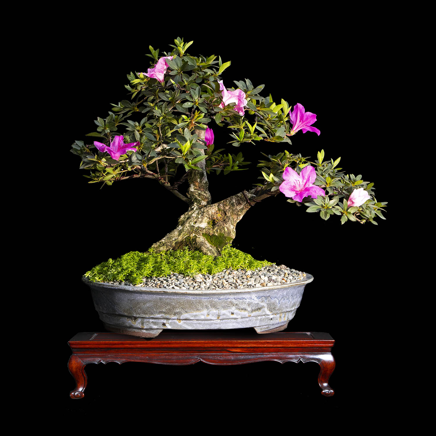 Bonsai de Azalea de 15 años y 52 cm de altura - ColombiaBonsai