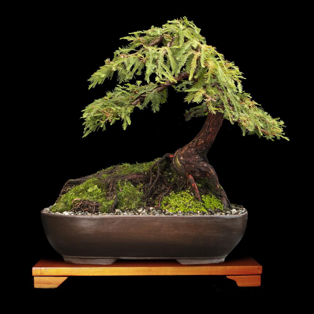 Bonsai para la Venta archivos - ColombiaBonsai