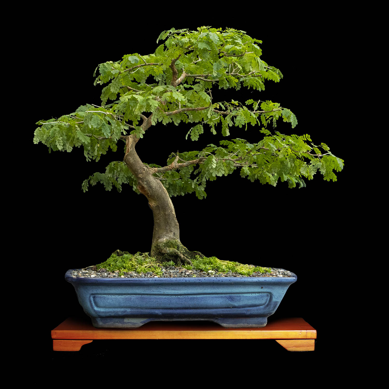 Bonsai de Lluvia del Brasil / Brazilian Rain tree de 15 años y 50 cm de ...