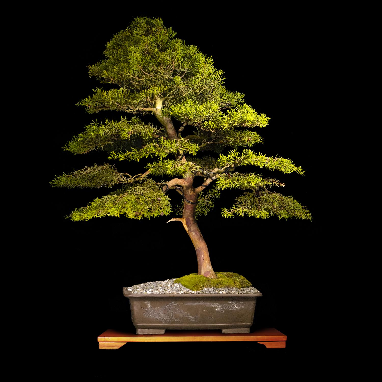 Bonsai de Cipres de 20 años y altura 125 cm. - ColombiaBonsai