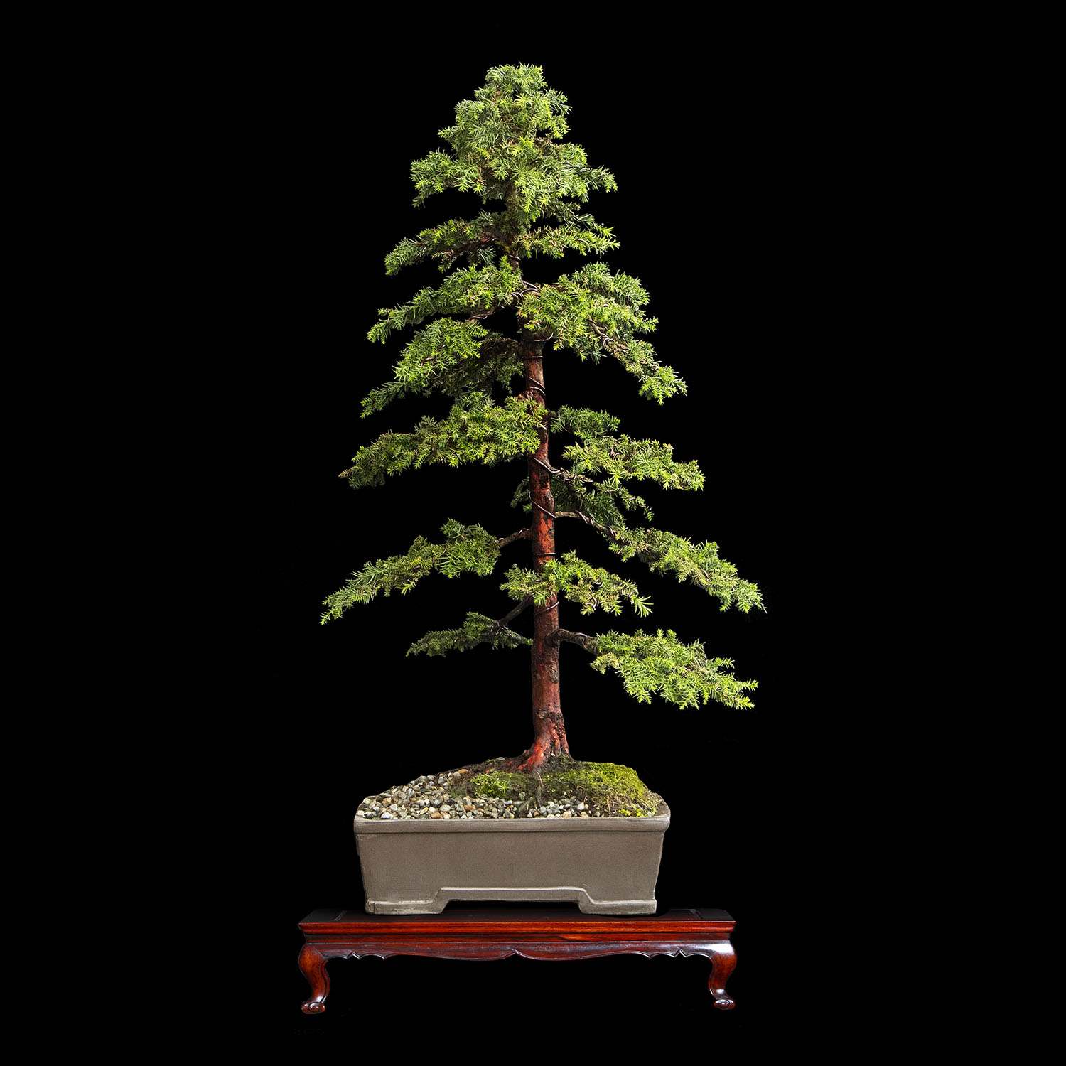 Bonsai de Criptomeria Japonica o Cedro Japonés de 15 años y 70 cm de ...