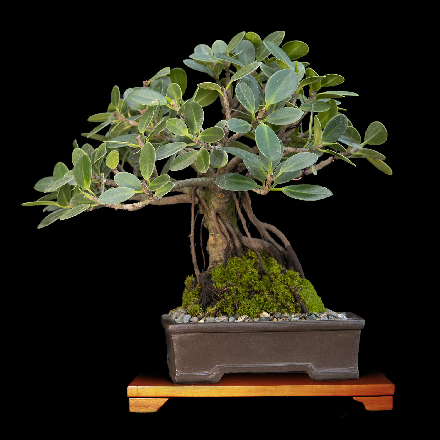 Bonsai de Ficus Verde Esmeralda de 15 años y 28 cm de altura. Matera ...
