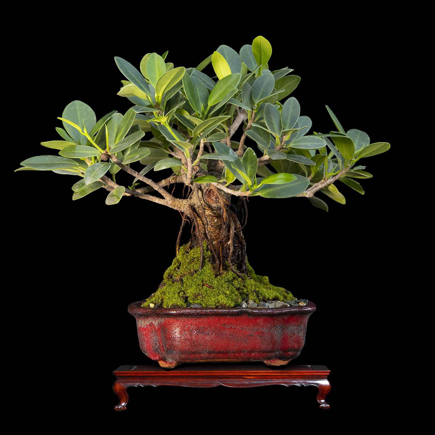 Bonsai de Ficus Verde Esmeralda de 10 años y 26 cm de altura ...