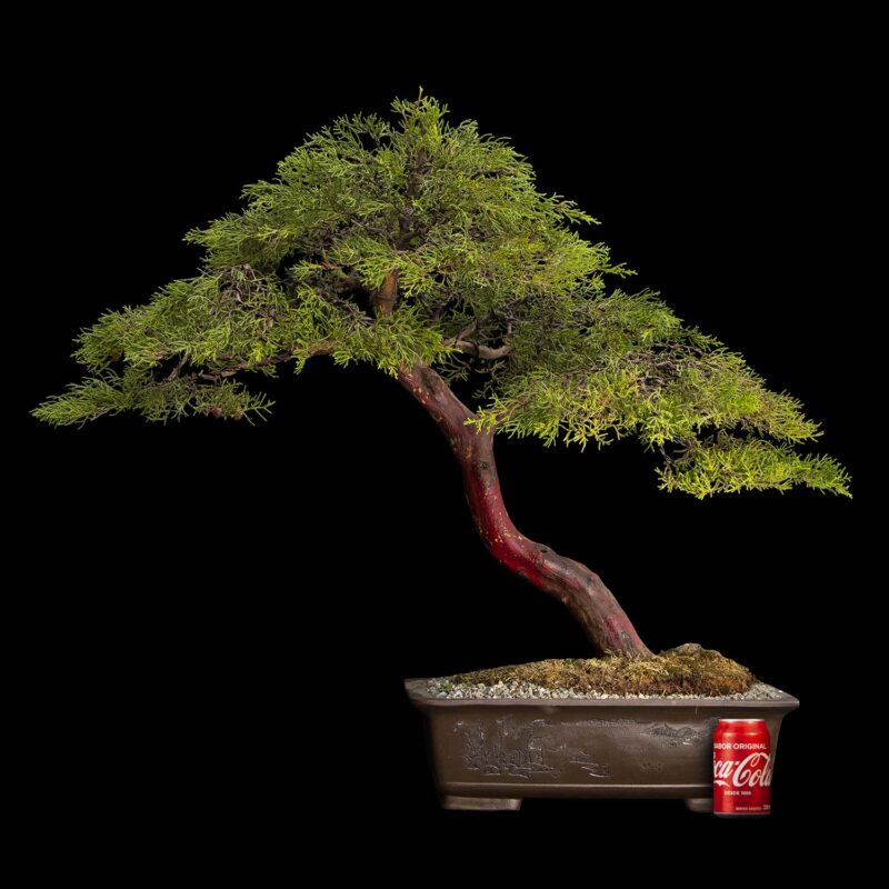Bonsai de Cipres de 20 años y altura 95 cm. Abono 3 - ColombiaBonsai