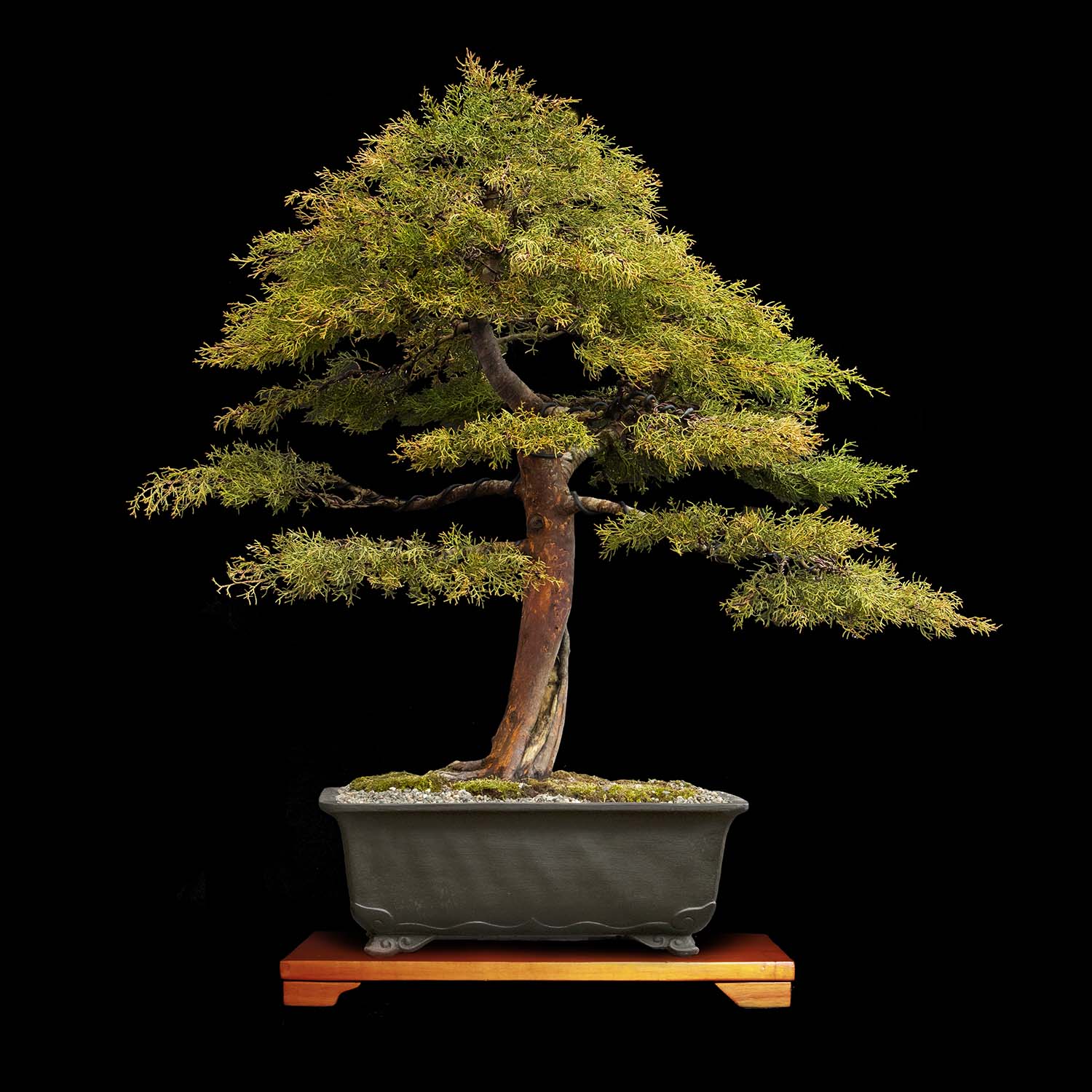 Bonsai de Cipres de 35 años y altura 135 cm. - ColombiaBonsai