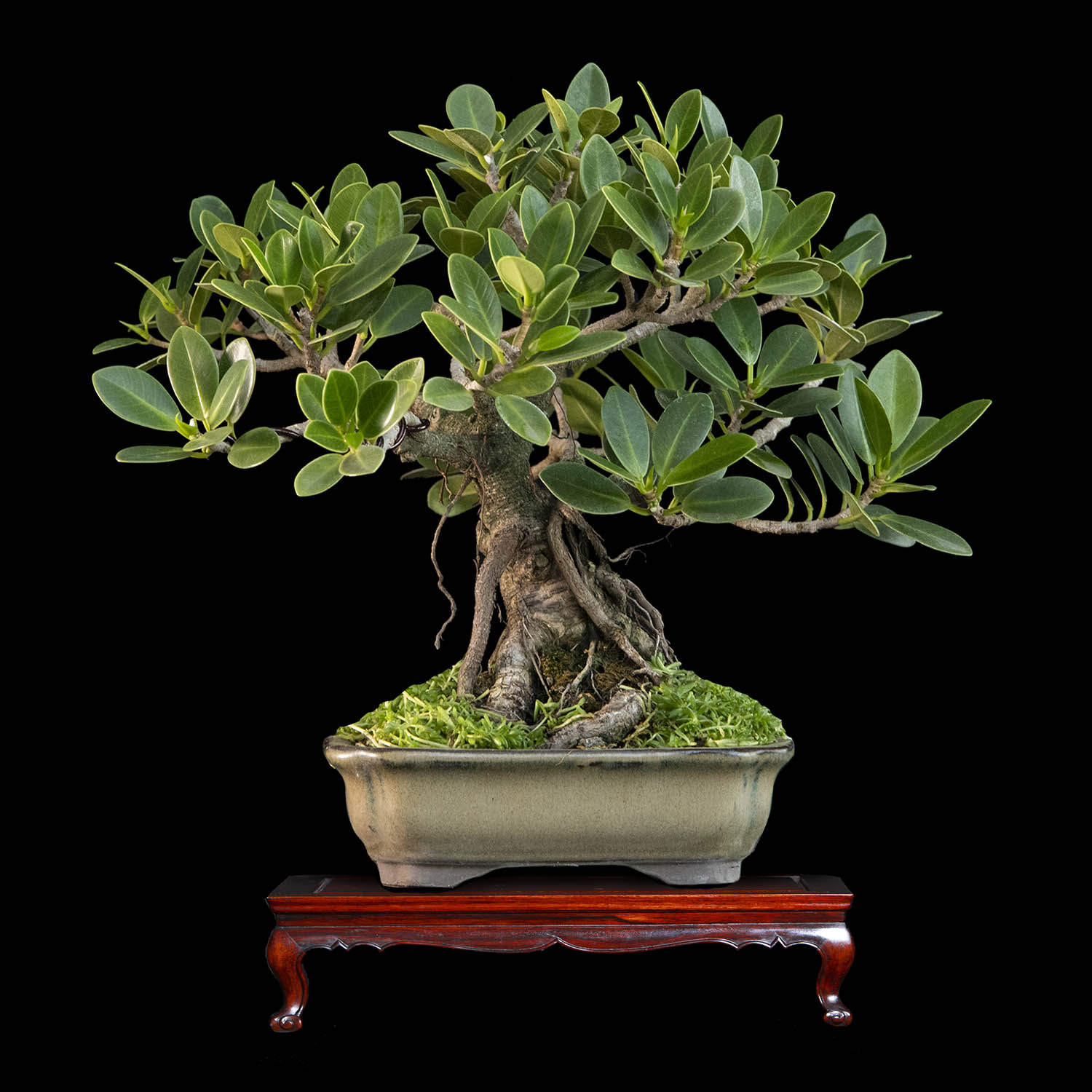 Bonsai de Ficus Verde Esmeralda de 10 años y 28 cm de altura ...