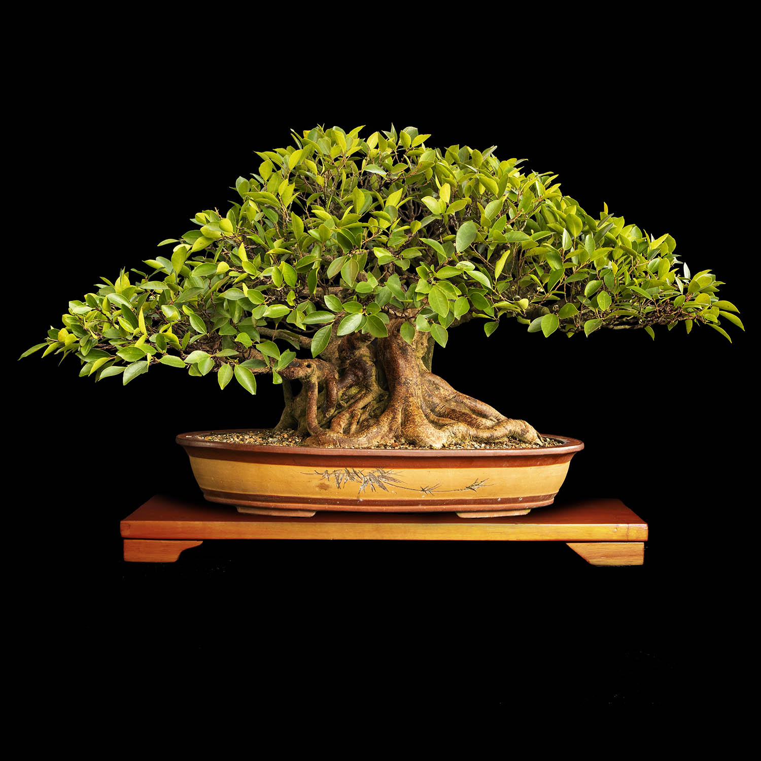 Bonsai de Ficus Retusa de 40 años y 72 cm de altura - ColombiaBonsai