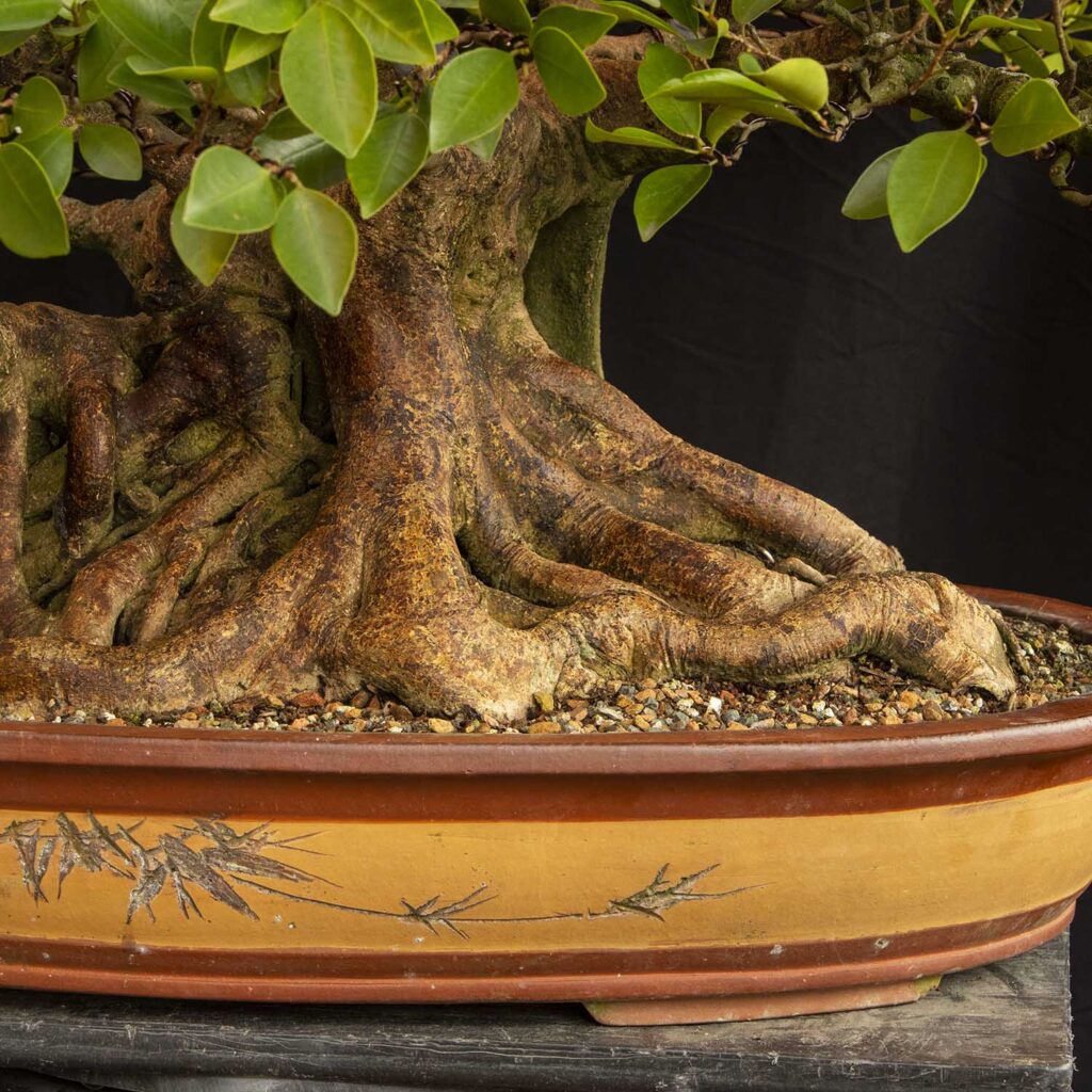 Bonsai de Ficus Retusa de 40 años y 72 cm de altura - ColombiaBonsai