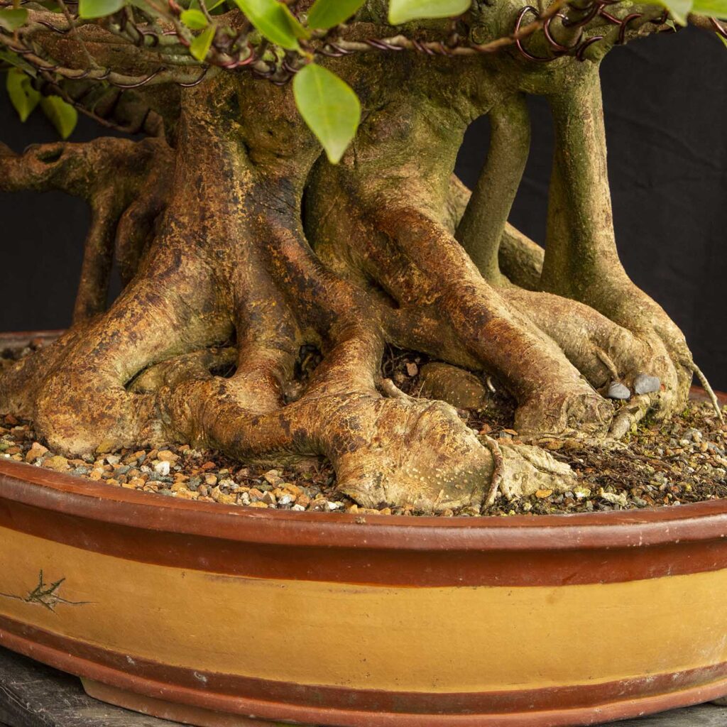 Bonsai de Ficus Retusa de 40 años y 72 cm de altura - ColombiaBonsai