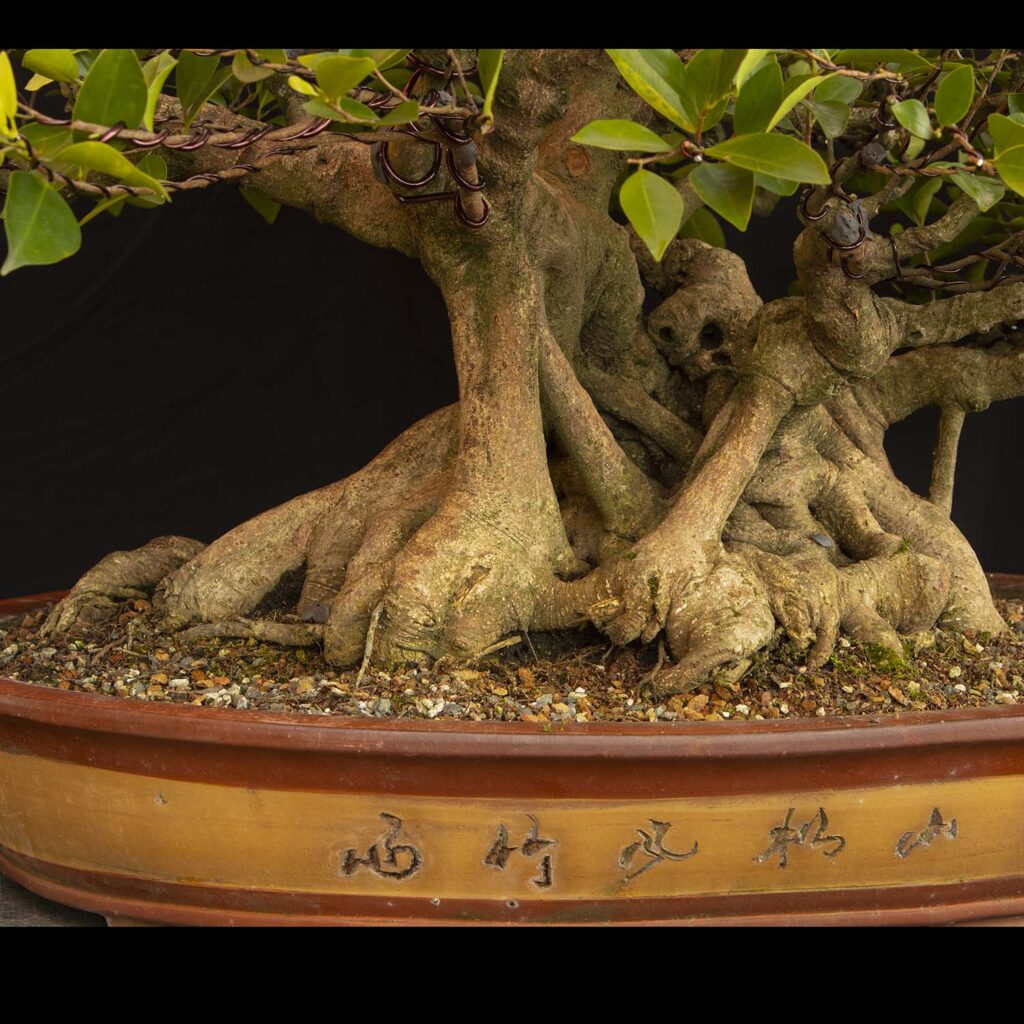 Bonsai de Ficus Retusa de 40 años y 72 cm de altura - ColombiaBonsai