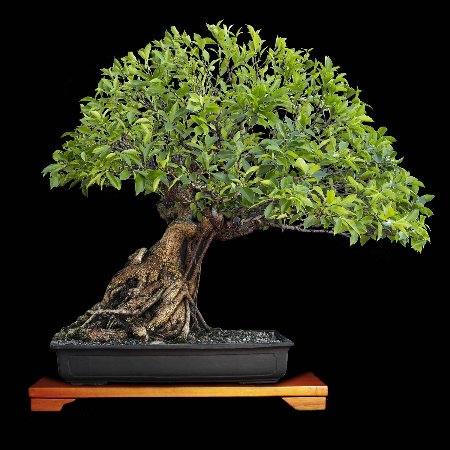 Bonsai de Ficus Retusa de 35 años y 100 cm de altura - ColombiaBonsai